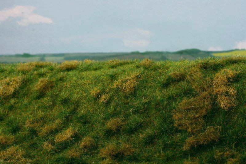 Fallow field, Early summer