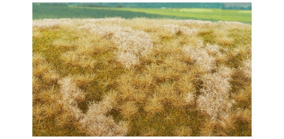 Fallow Field Late Summer