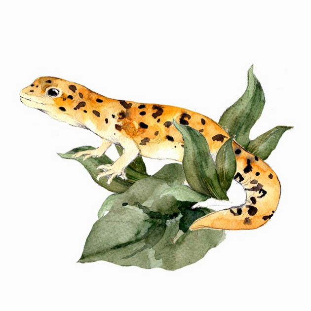 Liskot-silityskuva, keltainen lisko - LillaLumi